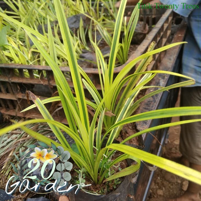 Jual Tanaman Hias Pandan Kuning - Pohon Pandan - Pandan Aprika | Shopee ...