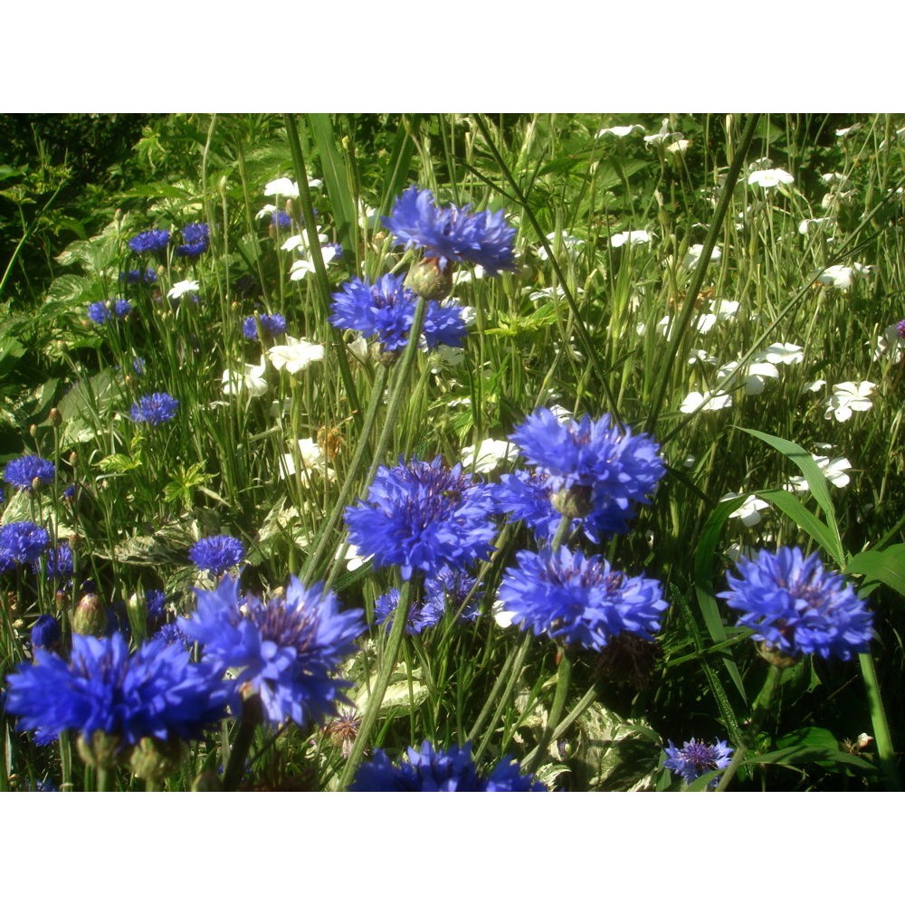 Jual Cornflower Blue Boy 50 Biji (Benih Biji Bibit Tanaman Bunga ...