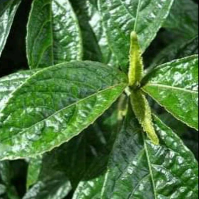 Jual Pohon keji beling, Tanaman herbal keji beling atau pecah beling ...