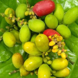 Jual Biji Melinjo Tangkil Segar kemasan 1 kg | Shopee Indonesia
