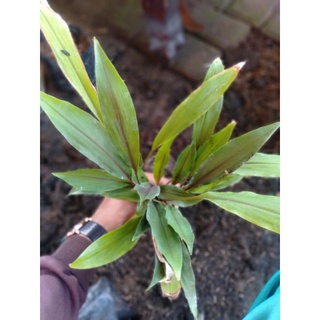 Jual kunyit merah asli herbal langka (curcuma macrochlamys) | Shopee ...