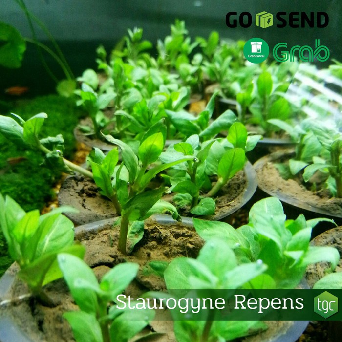 Staurogyne Repens Emersed