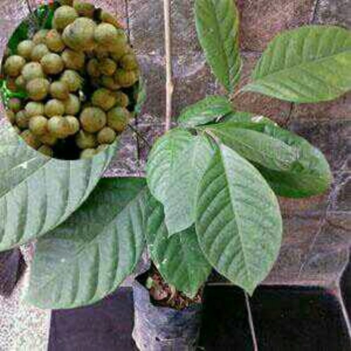 Jual bibit langsep langsat | Shopee Indonesia