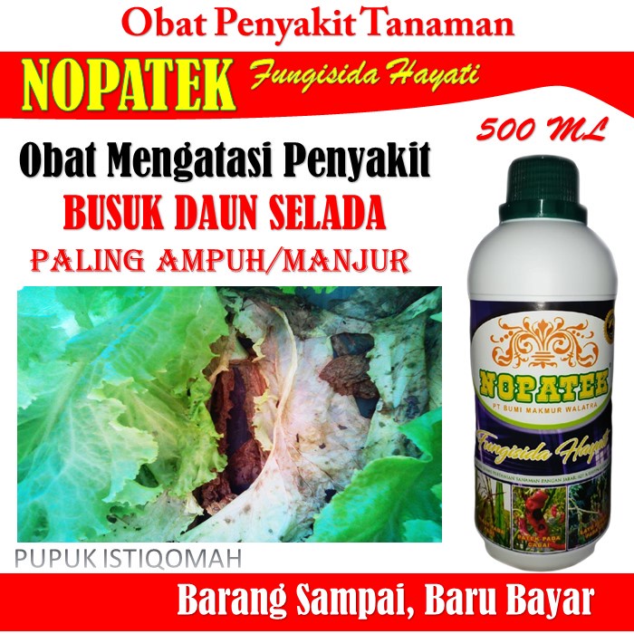 Jual PROMO Obat Busuk Daun Selada - NOPATEK Fungisida Hayati Obat Atasi ...