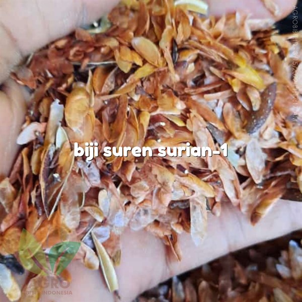 Jual Biji Kayu Suren / Surian Unggul | Shopee Indonesia