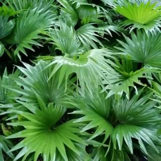 Jual Tanaman hias palm sadeng - Pohon palm bintang | Shopee Indonesia