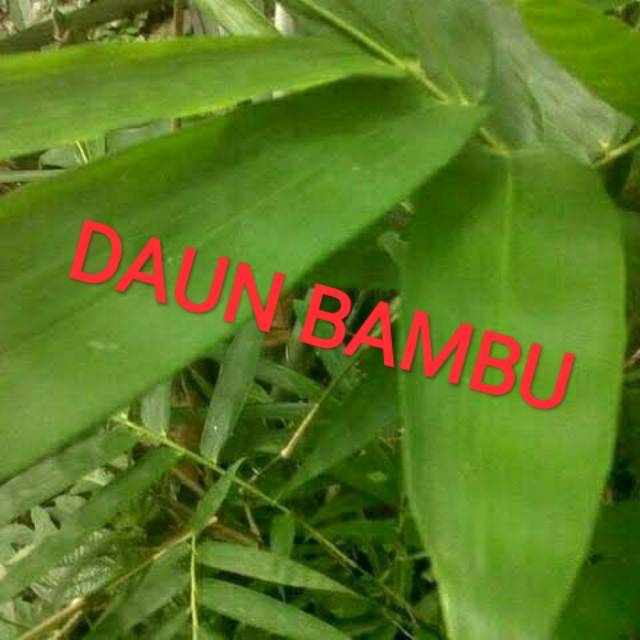 Jual Daun Bambu Apus Segar Langsung di Petik Dari Pohonnya/ bungkus ...