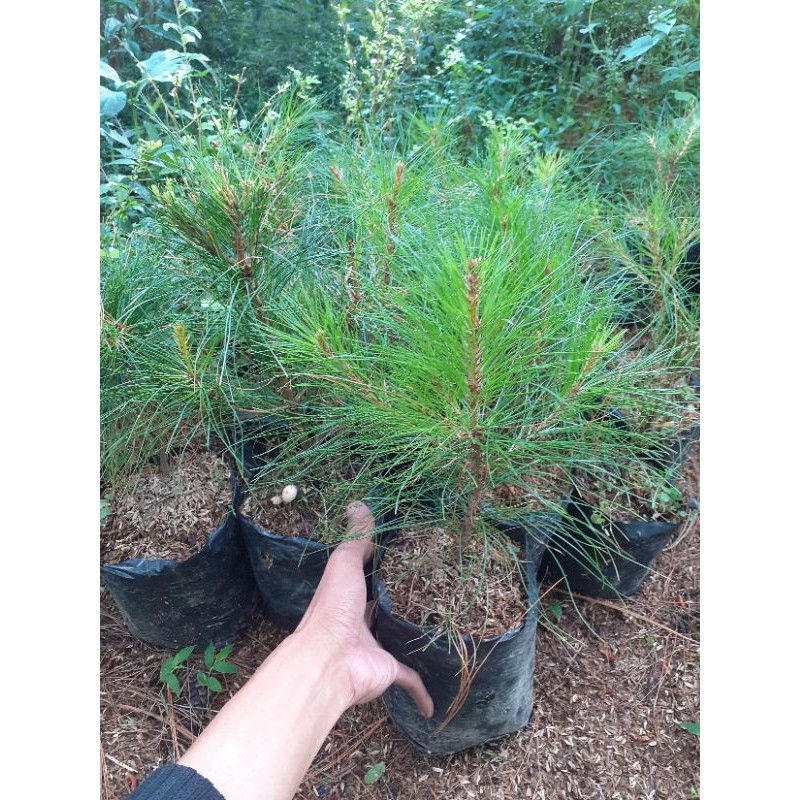 Jual bibit pinus Harga Terbaik & Termurah Maret 2023 | Shopee Indonesia