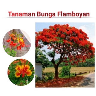 Jual Biji tanaman bunga Flamboyan ukuran 100 gram | Shopee Indonesia