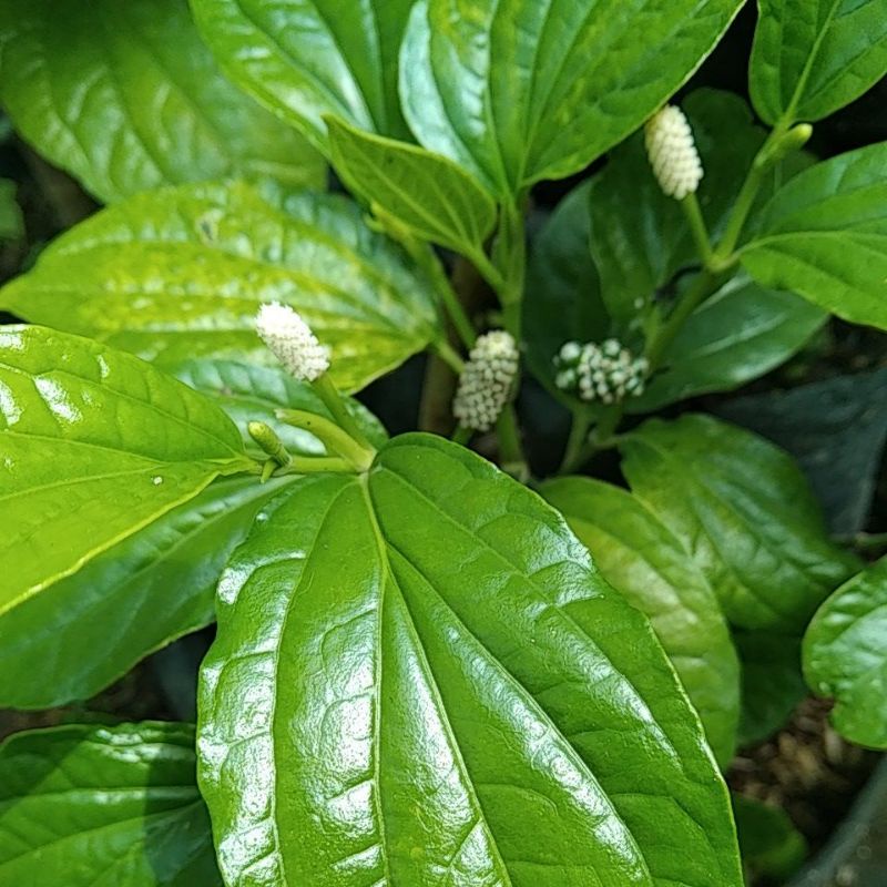 Jual Cabe Jawa Jamu Piper retrofractum Vahl Perdu berbuah sepanjang ...