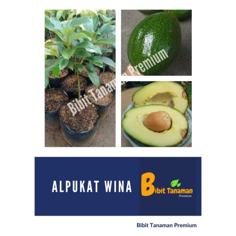 Jual BIBIT ALPUKAT WINA JUMBO (BIBIT TANAMAN PREMIUM) | Shopee Indonesia