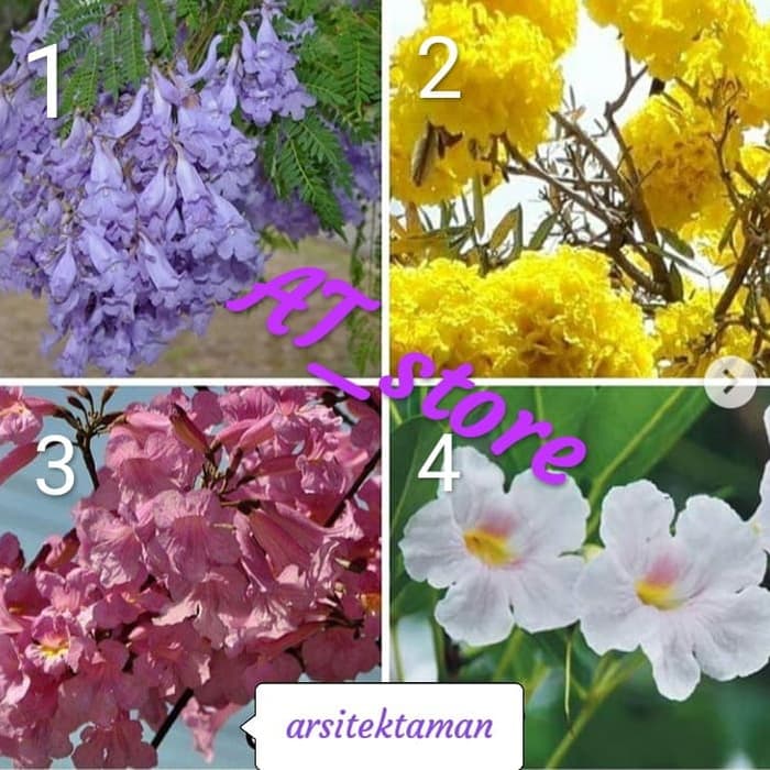 Jual paketan 4 jenis tabebuya bunga ungu kuning pink dan putih ...