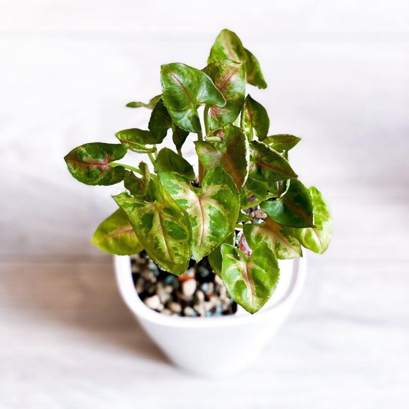 Jual Tanaman hias Syngonium mini / syngonium chrismast / syngonium ...