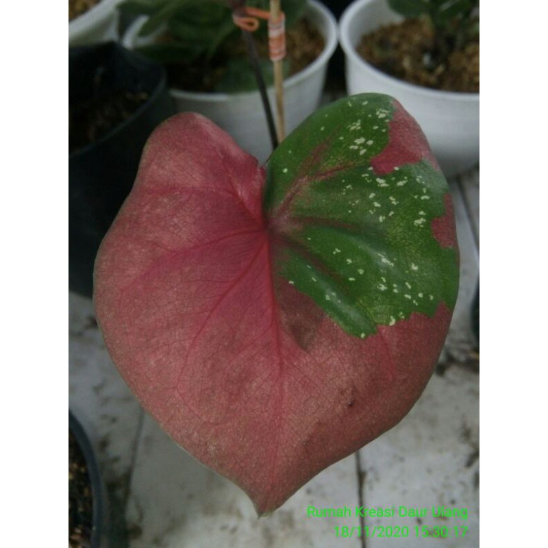 Jual Tanaman hias Caladium/keladi baret/anakan | Shopee Indonesia