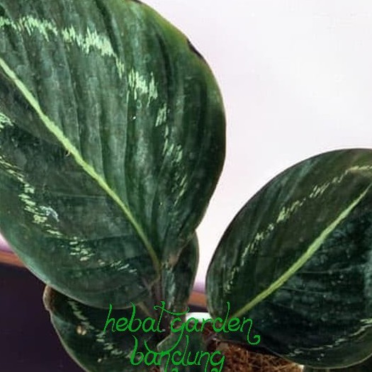 Jual Tanaman Maranta Calathea Green lipstik garis putih | Shopee Indonesia