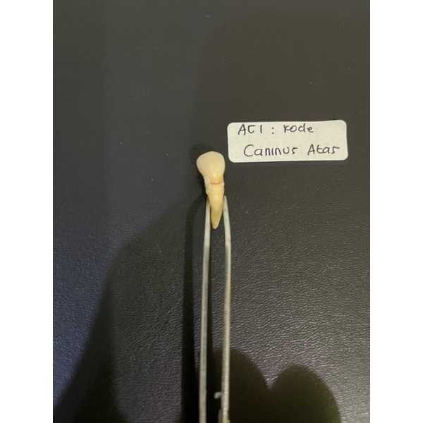 Jual Jual Gigi Praktikum gigi asli manusia / gigi CANINUS BAWAH gigi ...