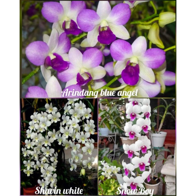 Jual Anggrek Dendrobium 3 Varian Warna Cantik | Shopee Indonesia