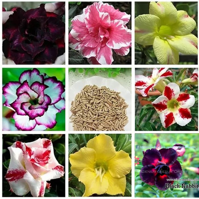 Benih Biji Adenium Obesum Desert Rose Mix Isi 5 Biji | Shopee Indonesia