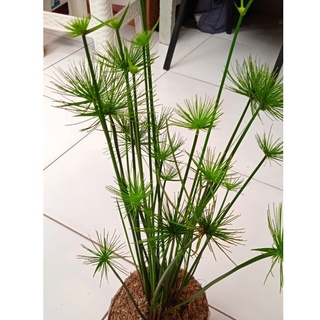 Jual Tanaman Giant Papyrus | Tanaman Hias Papirus | Pohon Papirus ...
