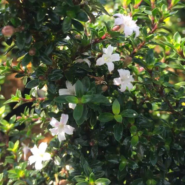 Kumpulan 38+ Tanaman Bunga Bintang Super Keren - Informasi Seputar ...