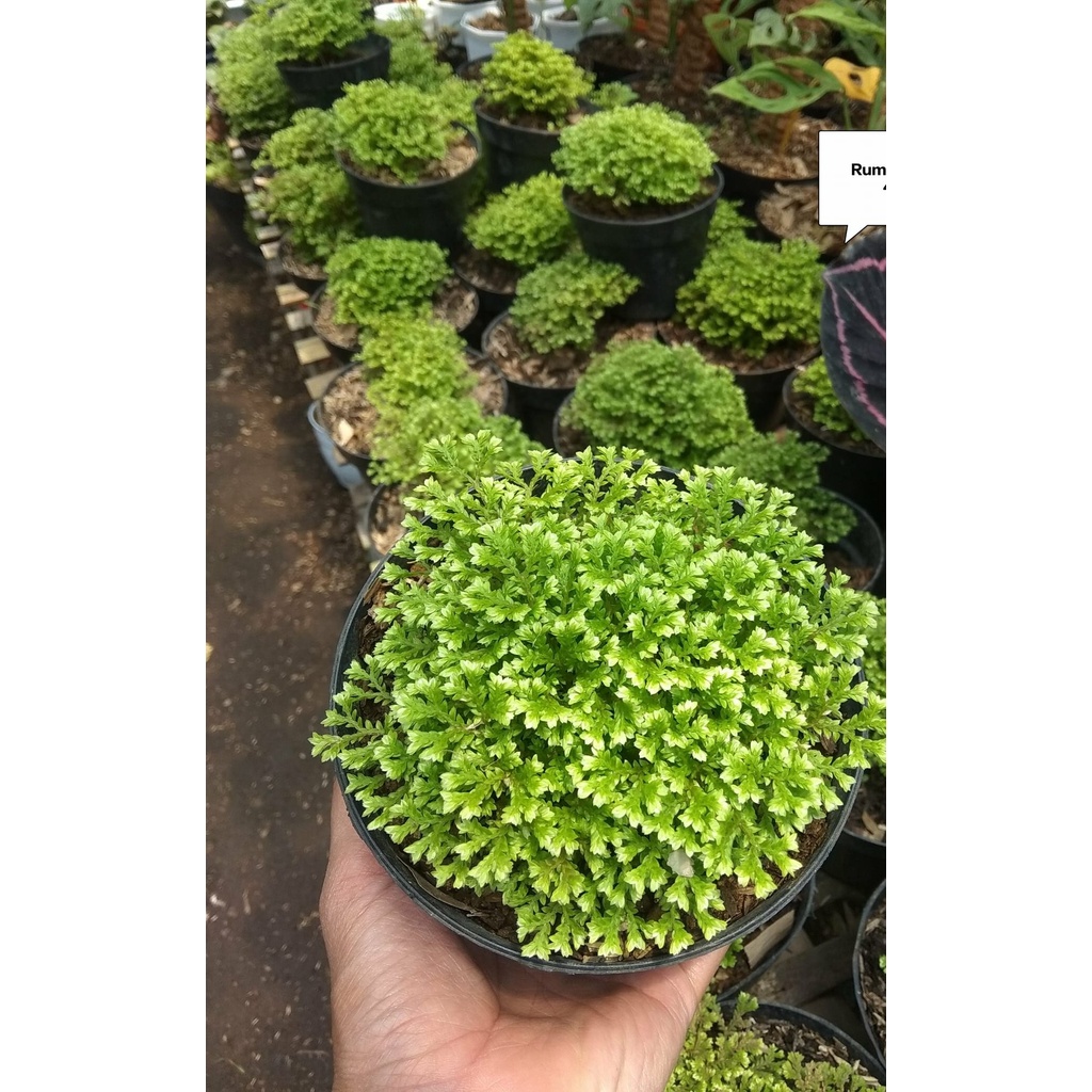 Jual Tanaman Hias Rumput Papua Unik Berkualitas Cocok Untuk Hiasan ...