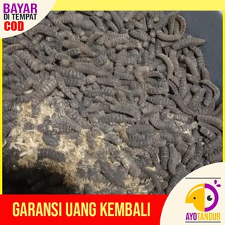 Jual Prepupa Magot BSF Pupa Lalat Black Soldier Fly 100 gram | Shopee ...
