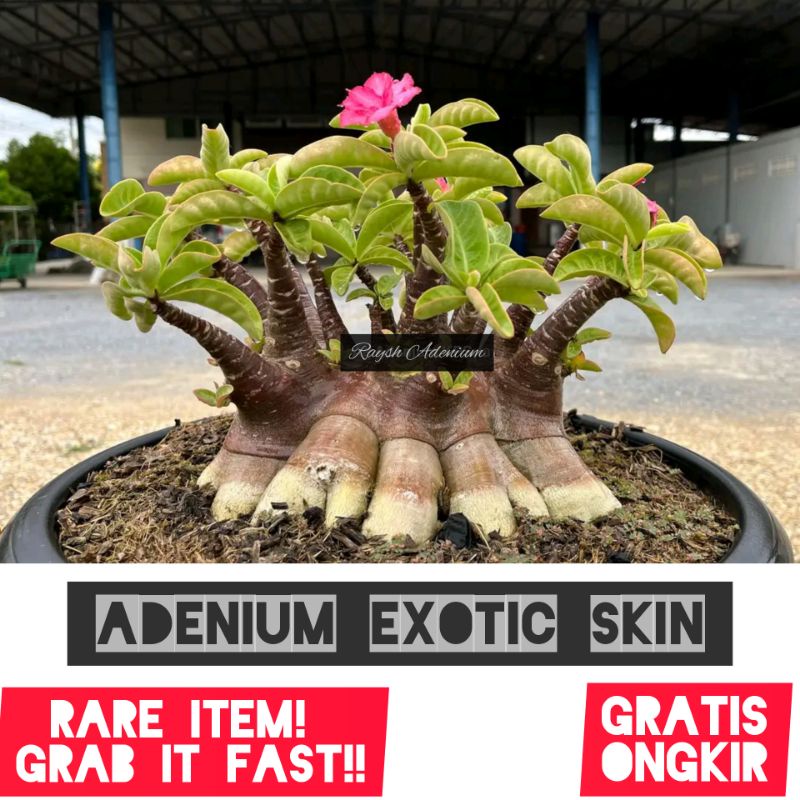 Jual RARE ITEM - EXOTIC SKIN ADENIUM | KOLEKTOR ITEM | ADENIUM | ADENIUM KARAKTER | GODJI NOMSOD ...