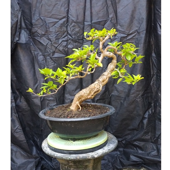 Jual Pohon Bonsai Bougenvile Mikro bunga ungu | Shopee Indonesia