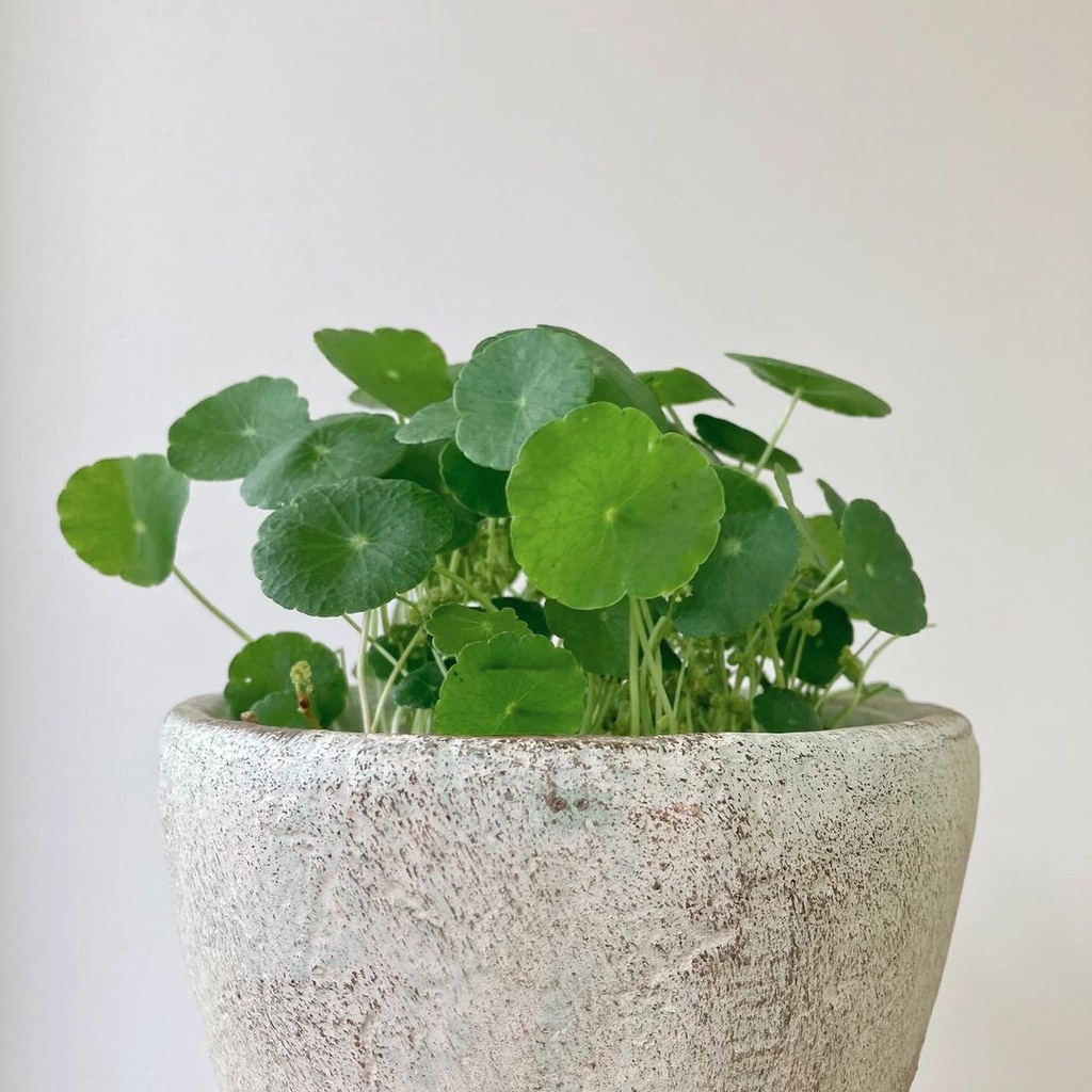 Jual Tanaman herb pegagan / Lalapan antanan / Centella asiatica / penny ...