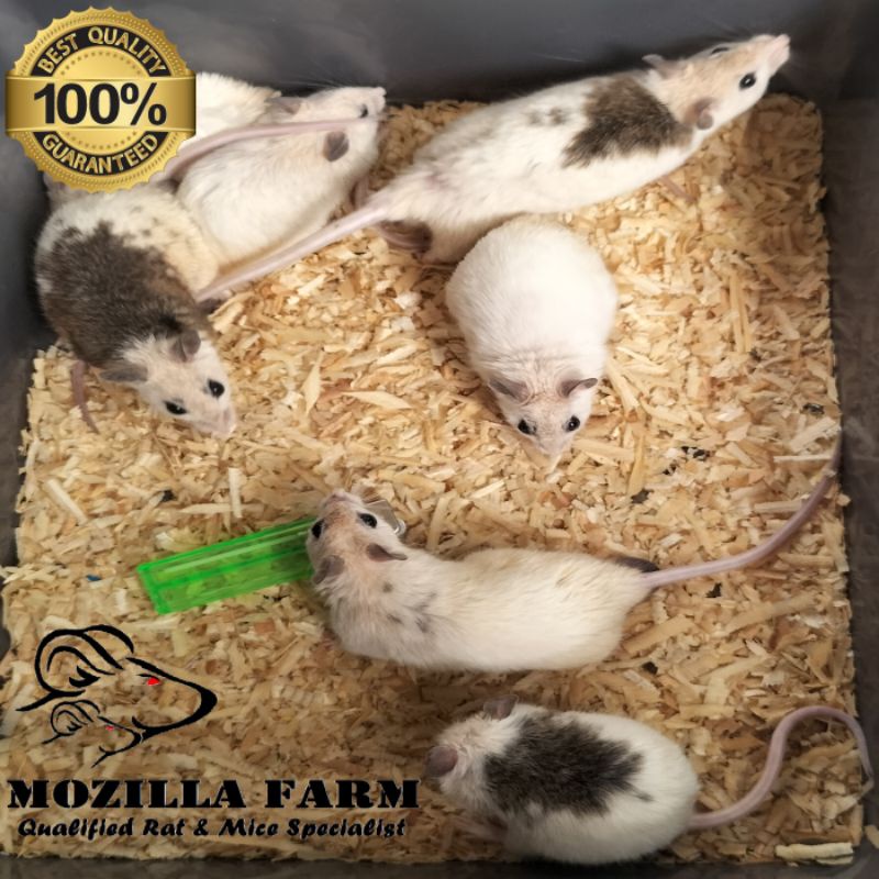 Jual ASF Rat / African Soft Fur Rat Size XXL ( 71-90 Gram ) | Shopee ...