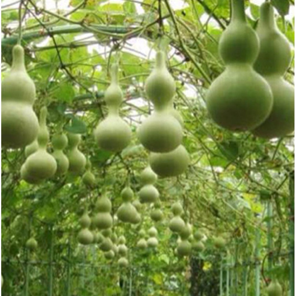 Jual 3 biji Labu botol Labu China Asli | Shopee Indonesia