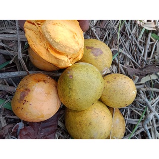 Jual jual buah alkesa sawo mentega sawo belanda | Shopee Indonesia