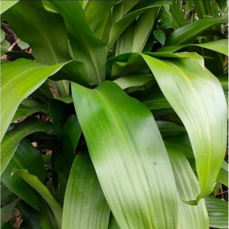 Jual Daun Hanjuang Hijau per 10 lembar; Dekorasi/hiasan taman | Shopee ...