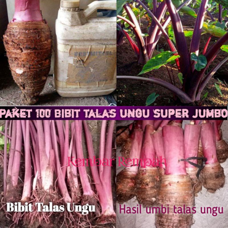 Jual BIBIT TALAS UNGU SUPER PUNEL SIAP TANAM (100 BIBIT) | Shopee Indonesia