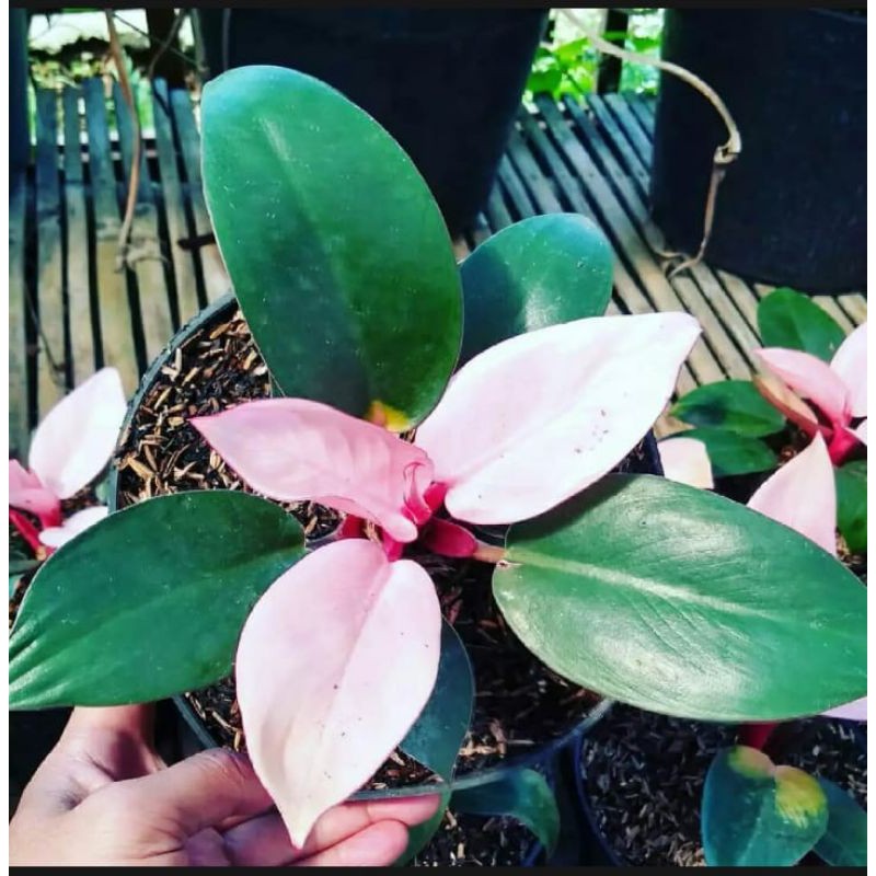 Jual tanaman hias vilo dendrum pink Congo/tanaman hias pink congo ...