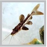 Jual Ikan Tiger Catfish TSN Tankmate Predator 7-8cm | Shopee Indonesia