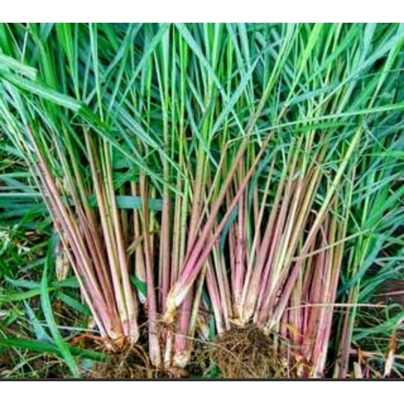 Jual tanaman herbal tanaman obat serai/sereh merah serai/sereh wangi ...