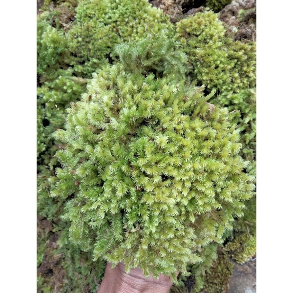 Jual Lumut hutan Original/ lumut hidup / Lumut hutan /Spagnum moss ...