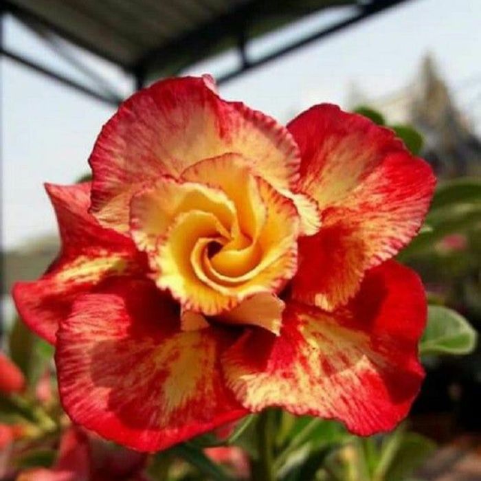 Jual berbagai jenis tanaman hias adenium bunga tumpuk SIZE A (terpical ...