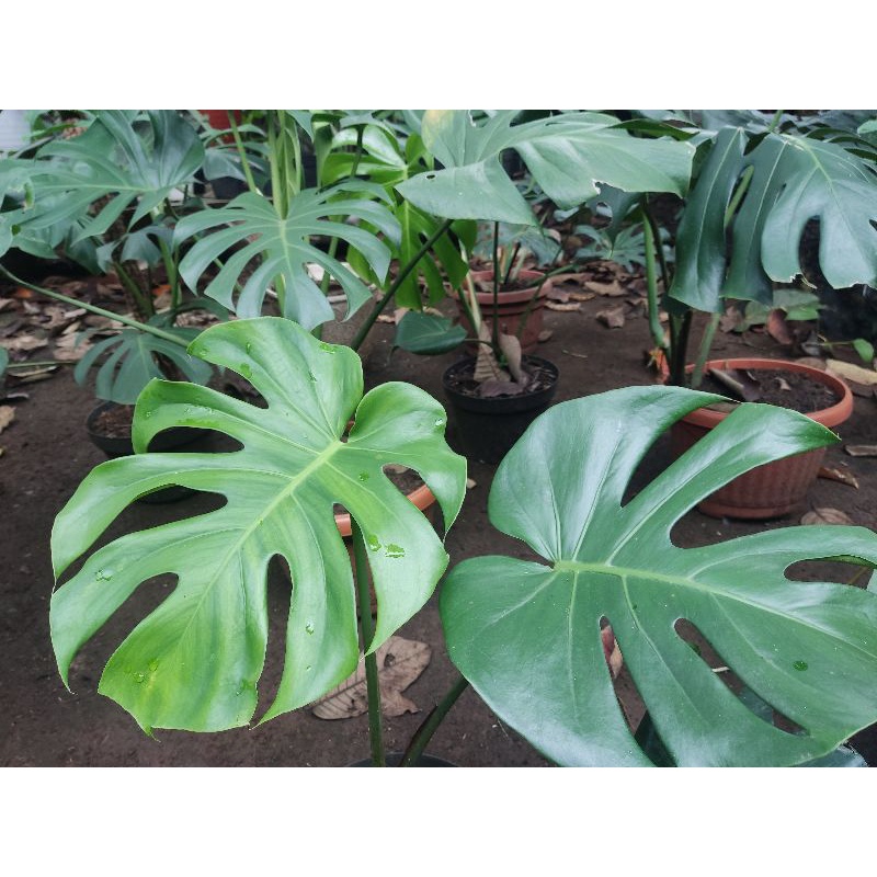 Jual Tanaman Hias Monstera King - Monstera Deliciousa King - Monstera ...
