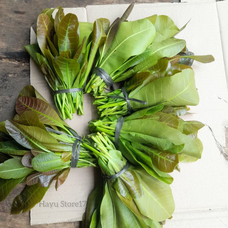 Jual Daun jambu monyet Daun mede Daun mente Daun lalap Daun herbal ...