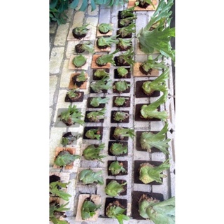 Jual PLATYCERIUM WANDAE / simbar papua 2 pcs | Shopee Indonesia