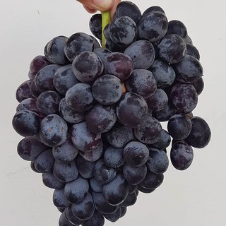 Jual ANGGUR BLACK AUTUMN ROYAL(NONBIJI) 1KG | Shopee Indonesia