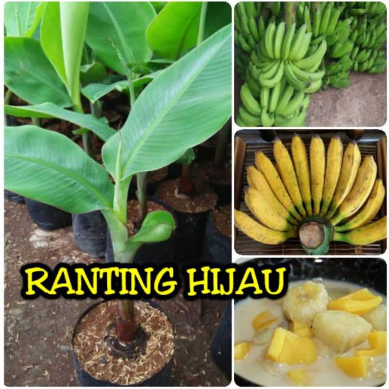Jual bibit pisang raja nangka | Shopee Indonesia
