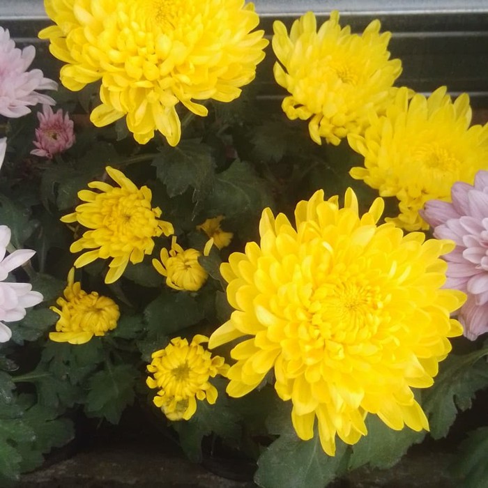 Jual Krisan Kuning | Shopee Indonesia