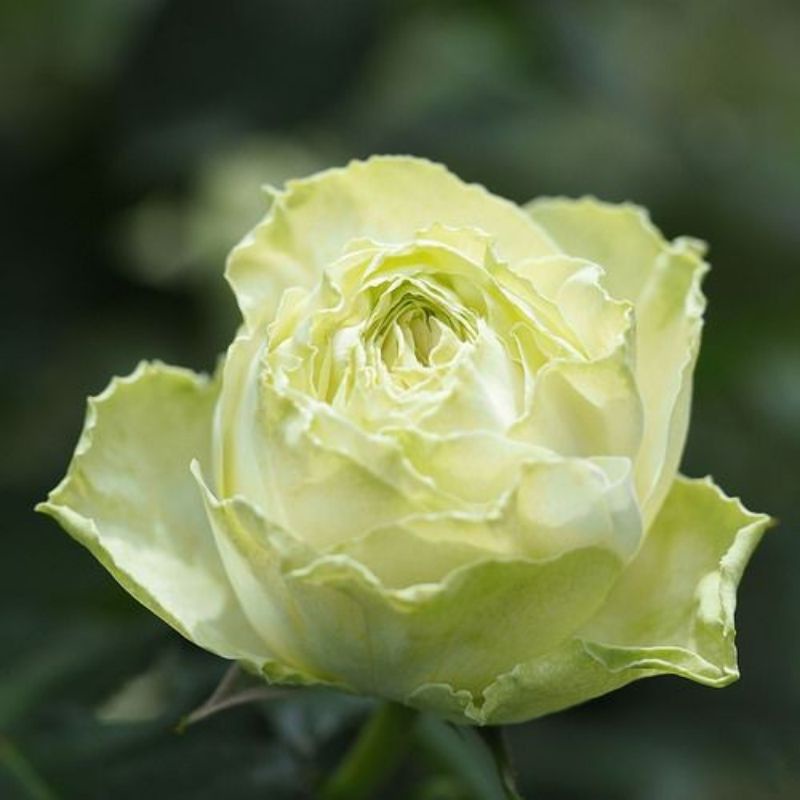 Jual Tanaman Hidup Bunga Mawar WAKANA- ukuran Dewasa-Mawar Hijau-Mawar ...