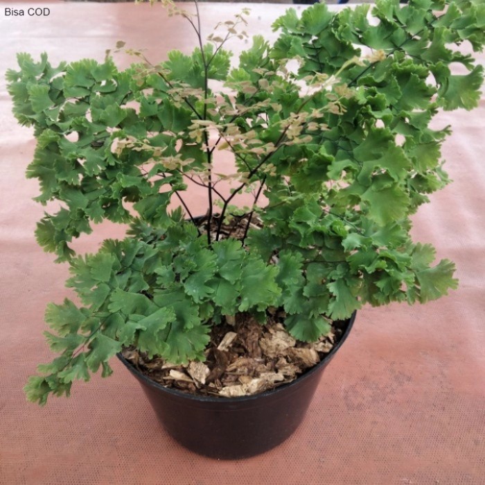 Jual Pohon Suplir Boston / Suplir Kriting Tanaman Hias Indoor Suplir ...