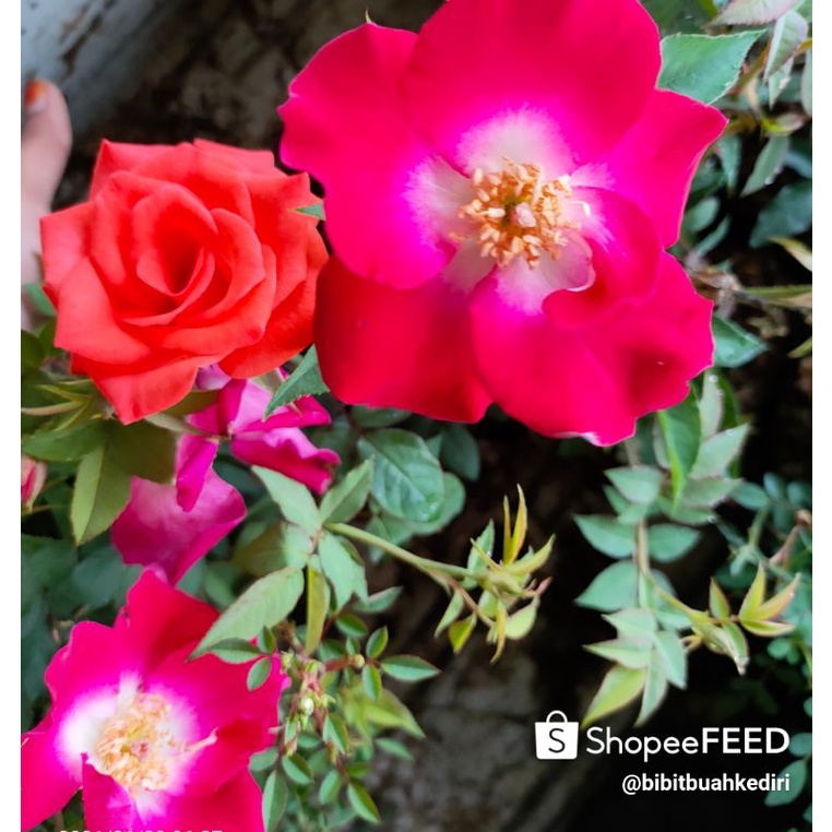 Jual Bunga Mawar batang rambat bunga selapis rajin berbunga | Shopee ...