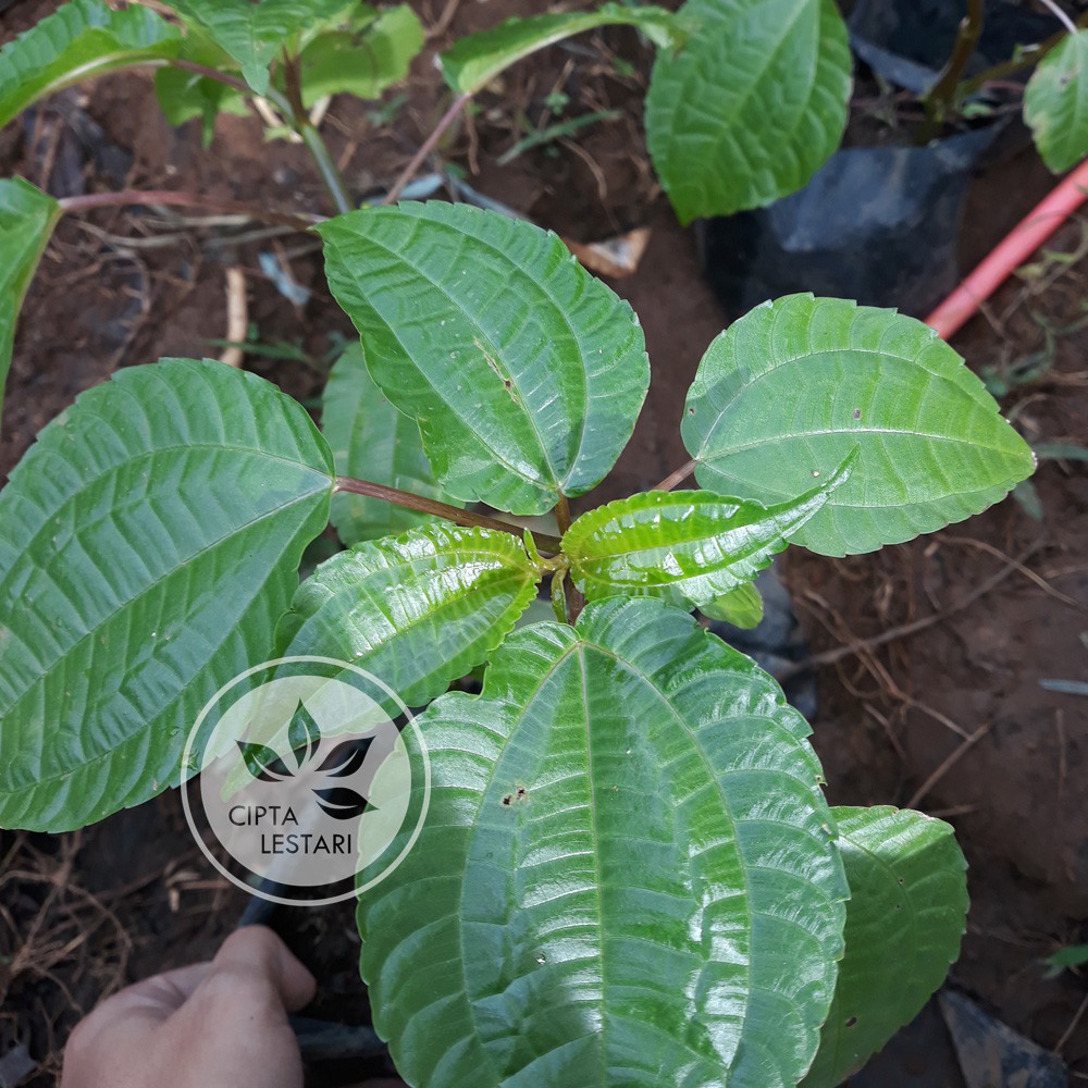 Jual Bibit Tanaman Pohpohan Pohon Pohpohan Bibit Tanaman Daun Pohpohan ...