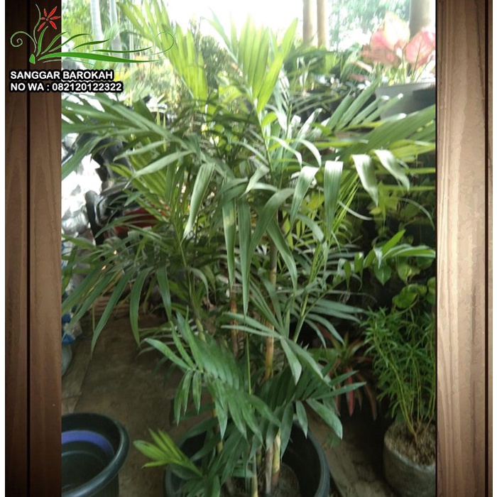 Jual Pohon Palm Komodoria | Chamaedorea Elegans | Palem Bambu Comodoria ...